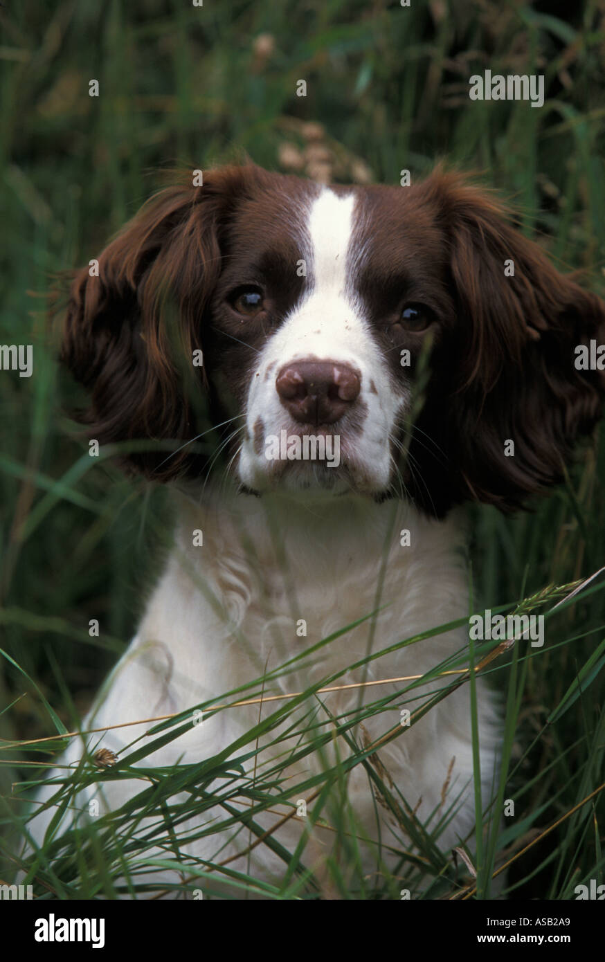 Portrait of springer spaniel Stock Photo - Alamy