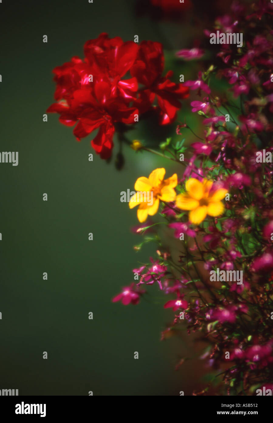 Simple upright flower hi-res stock photography and images - Alamy