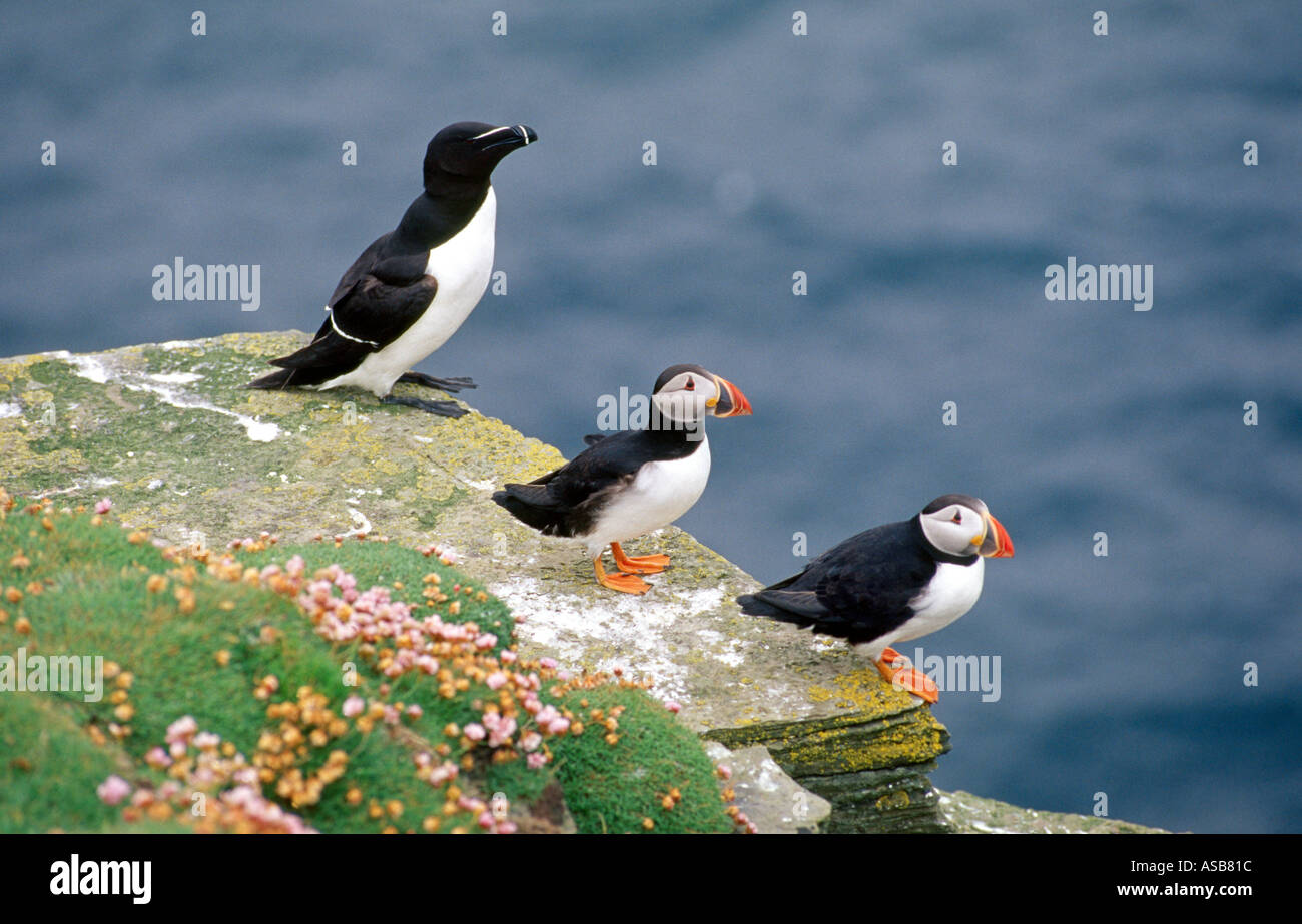 Puffins and Razorbill at Noup Head RSPB Reserve, Westray, Orkney Isles ...
