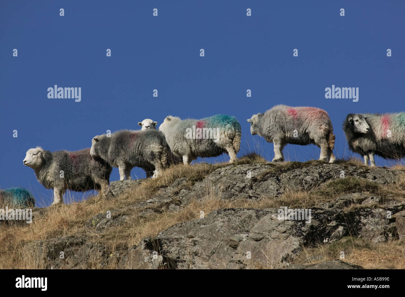 Strong sheep hi-res stock photography and images - Alamy