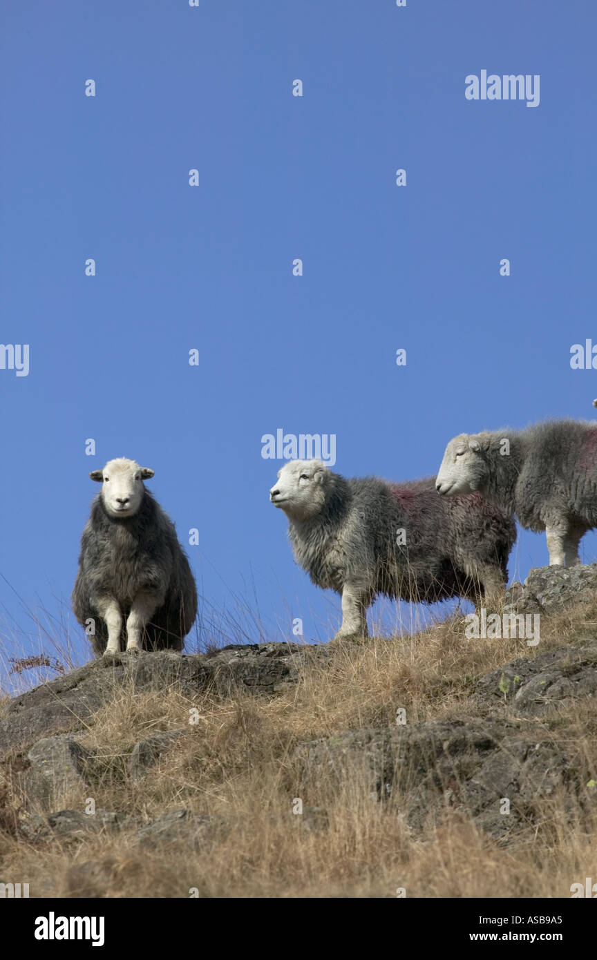 Herdwick sheep on upland fell at Wrynose Pass Cumbria this breed of ...