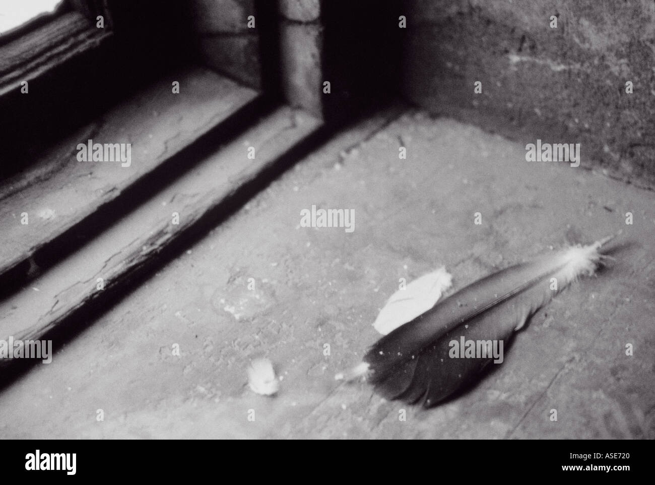 Featther in a window Stock Photo - Alamy