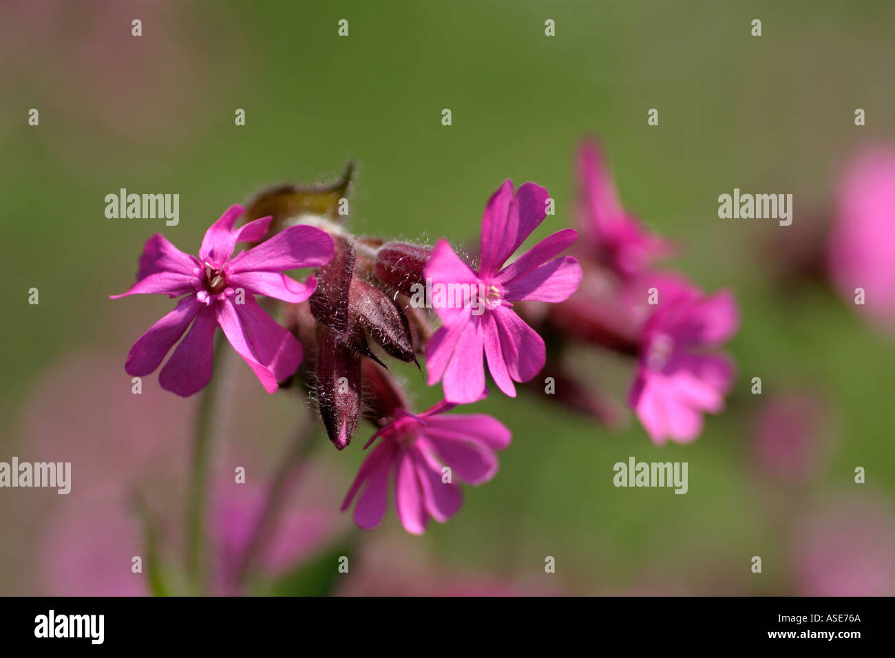 Pink campion illustration hi-res stock photography and images - Alamy
