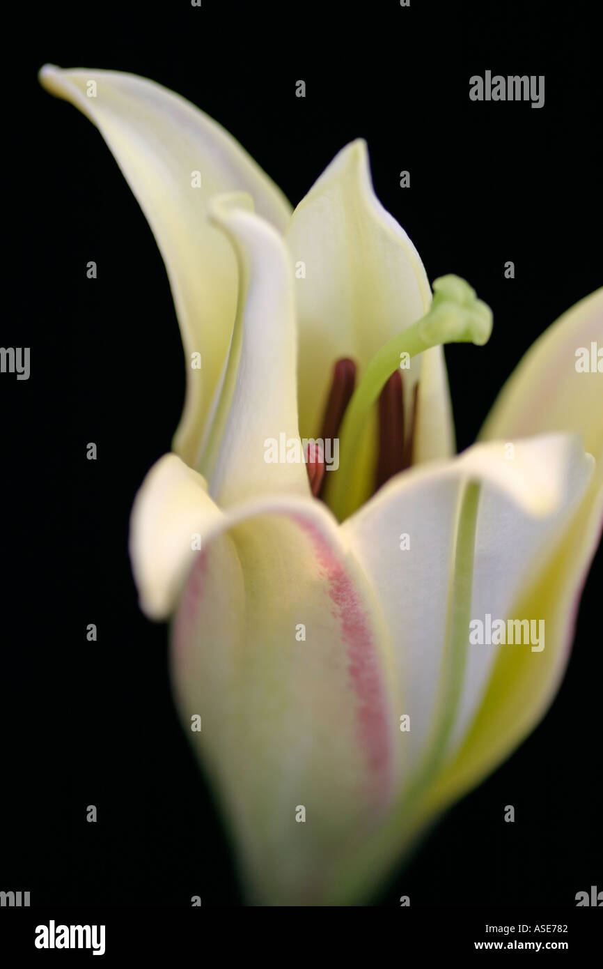 Genus Lilium . The perfection of an opening Oriental Lily Bud Stock ...