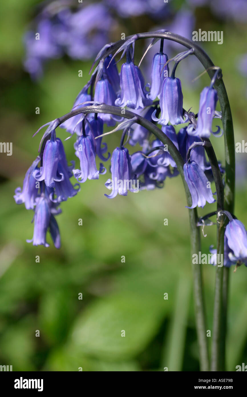 English bluebell illustration hi-res stock photography and images - Alamy