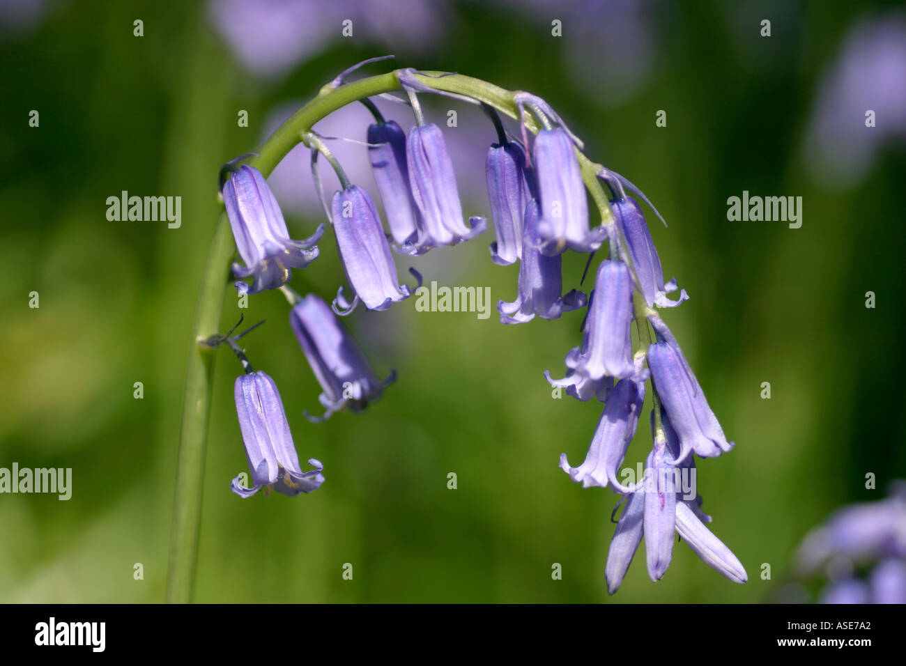 Native bluebell poisonous hi-res stock photography and images - Alamy