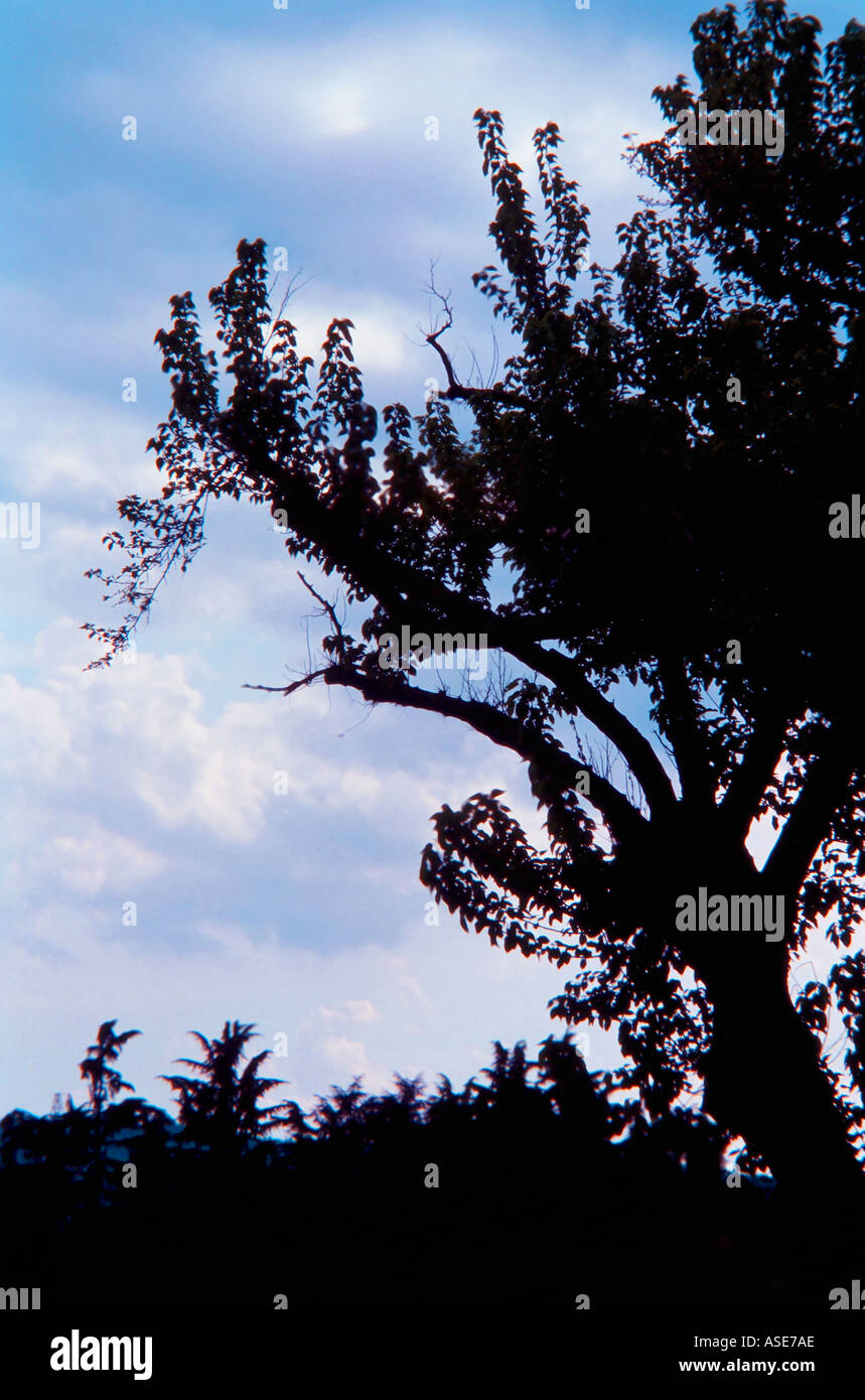 branch of trees Stock Photo - Alamy