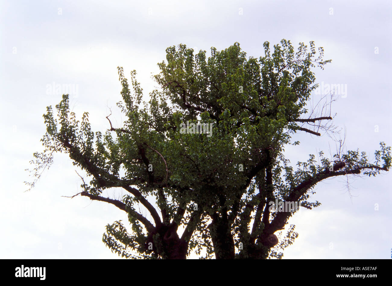 branch of trees Stock Photo - Alamy