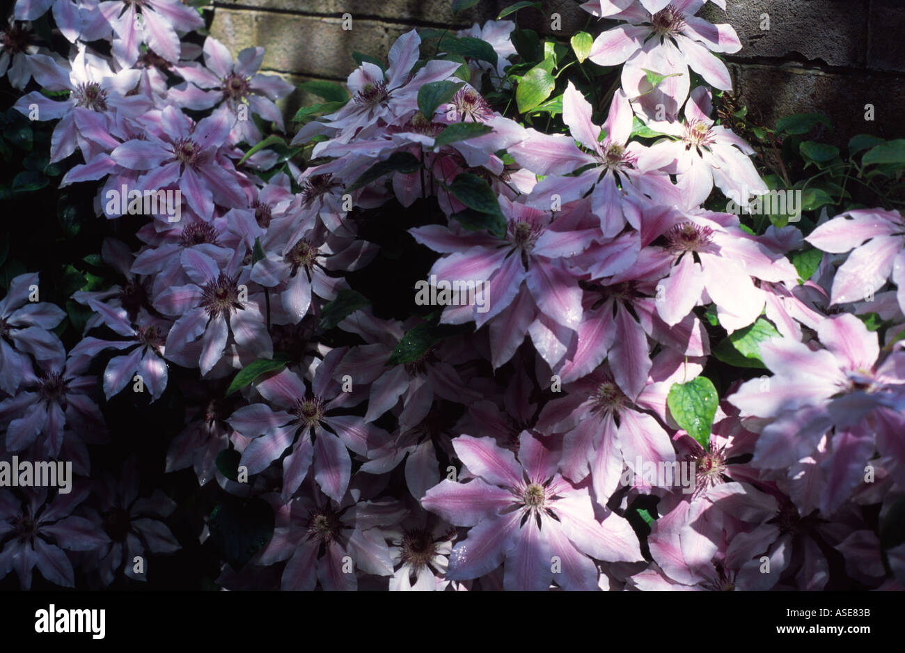 Clematis victoria High Resolution Stock Photography and Images - Alamy