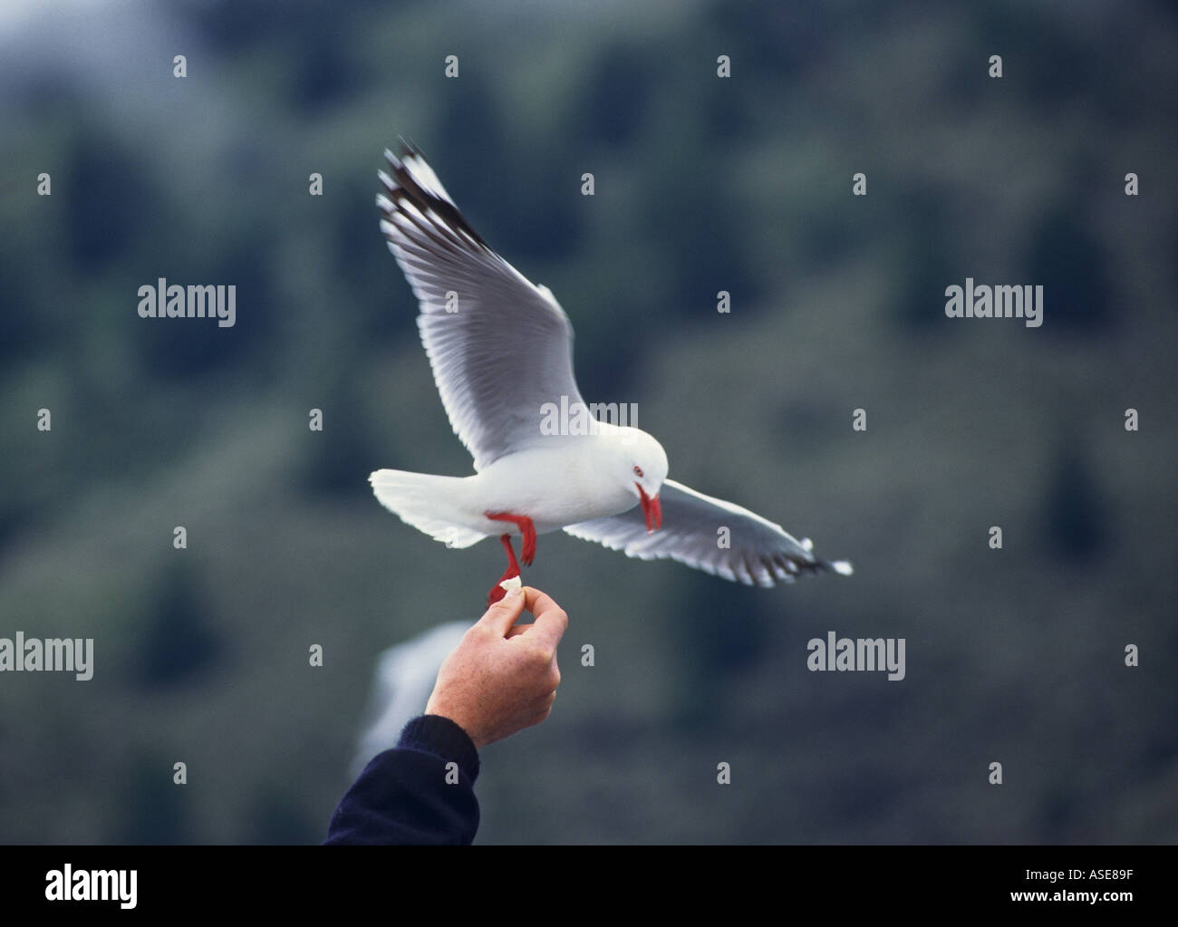 hand feeding seagull from deck of inter island ferry in New Zealand ...