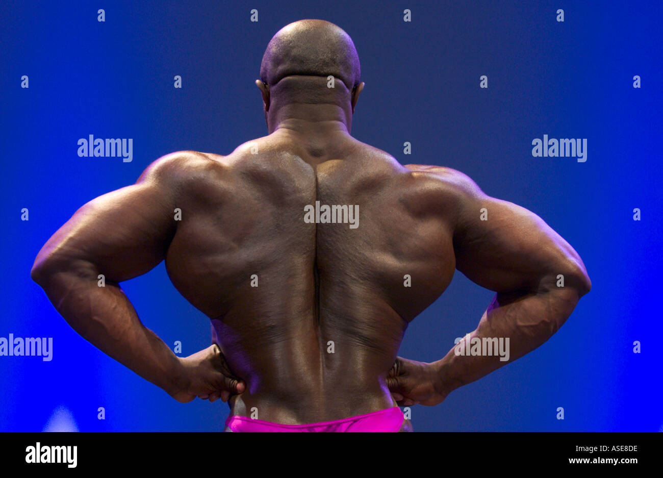 bodybuilder flexes his back for competition Stock Photo - Alamy
