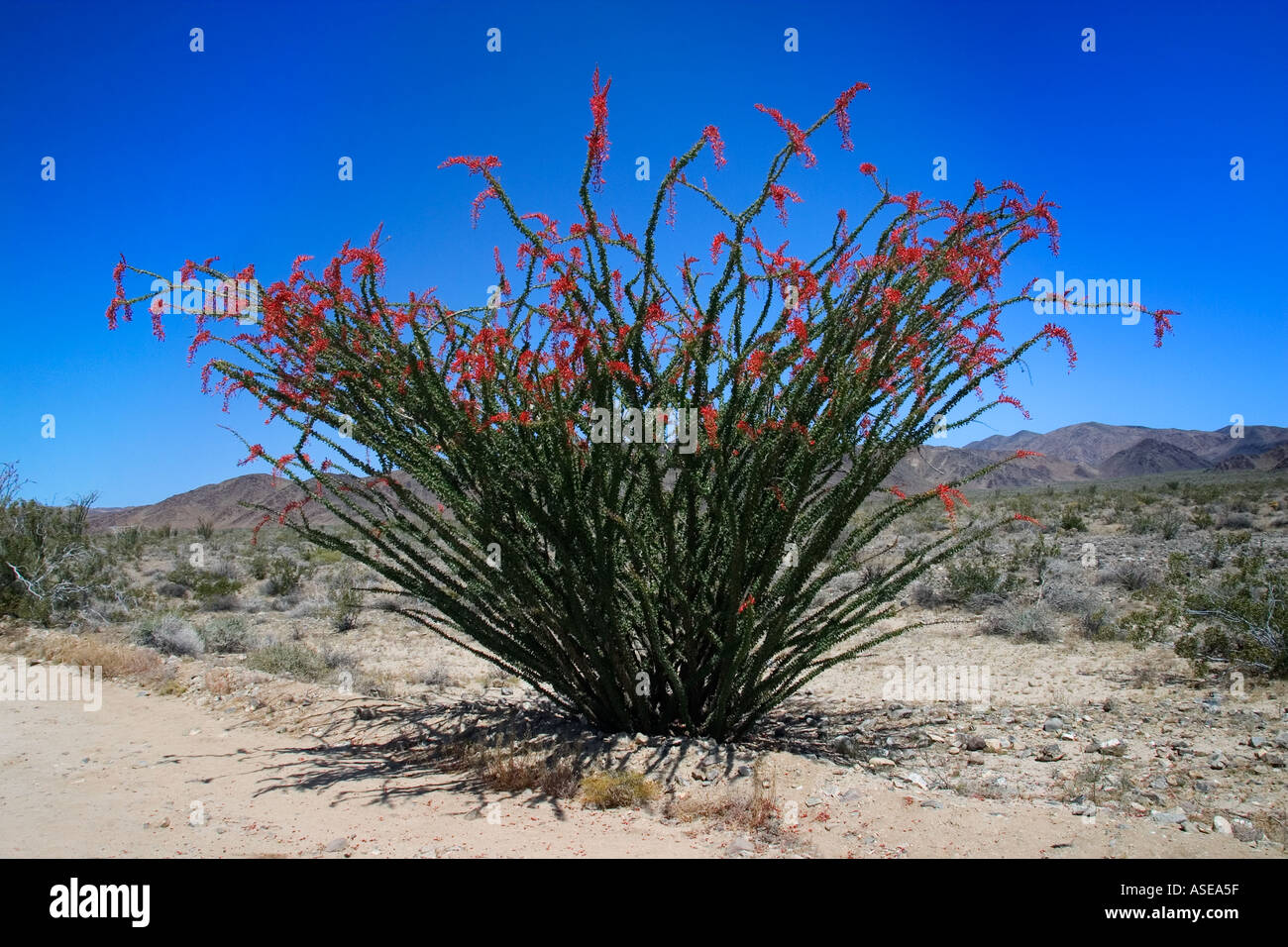 Cactus in the outback hi-res stock photography and images - Alamy