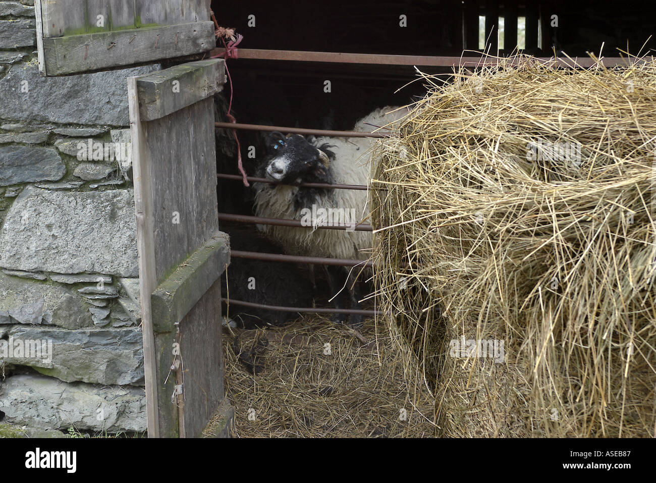 Sheep at Barn Door in English Lake District Stock Photo - Alamy