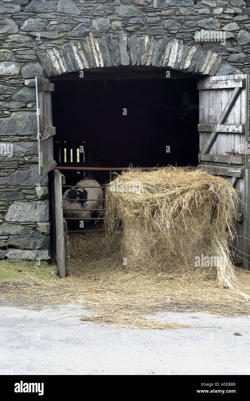 Sheep at Barn Door in English Lake District Stock Photo - Alamy