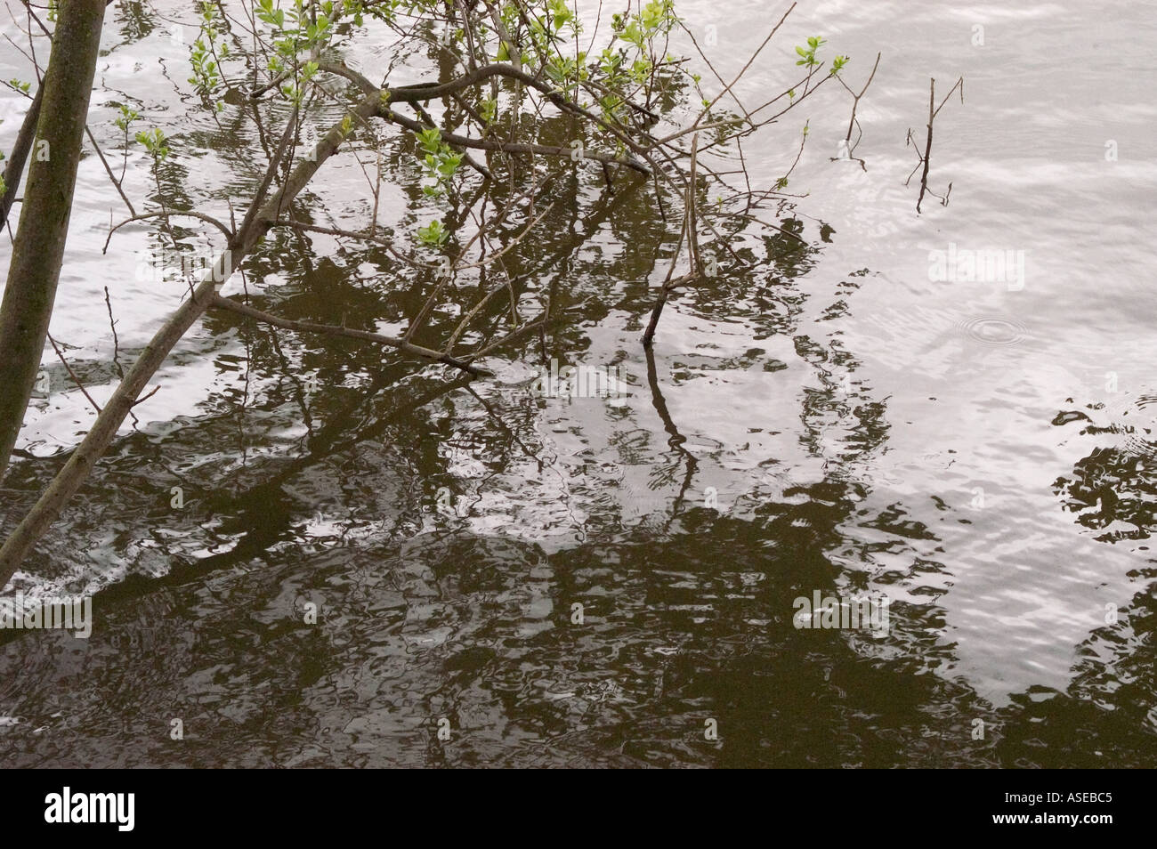 rain on the river Stock Photo - Alamy