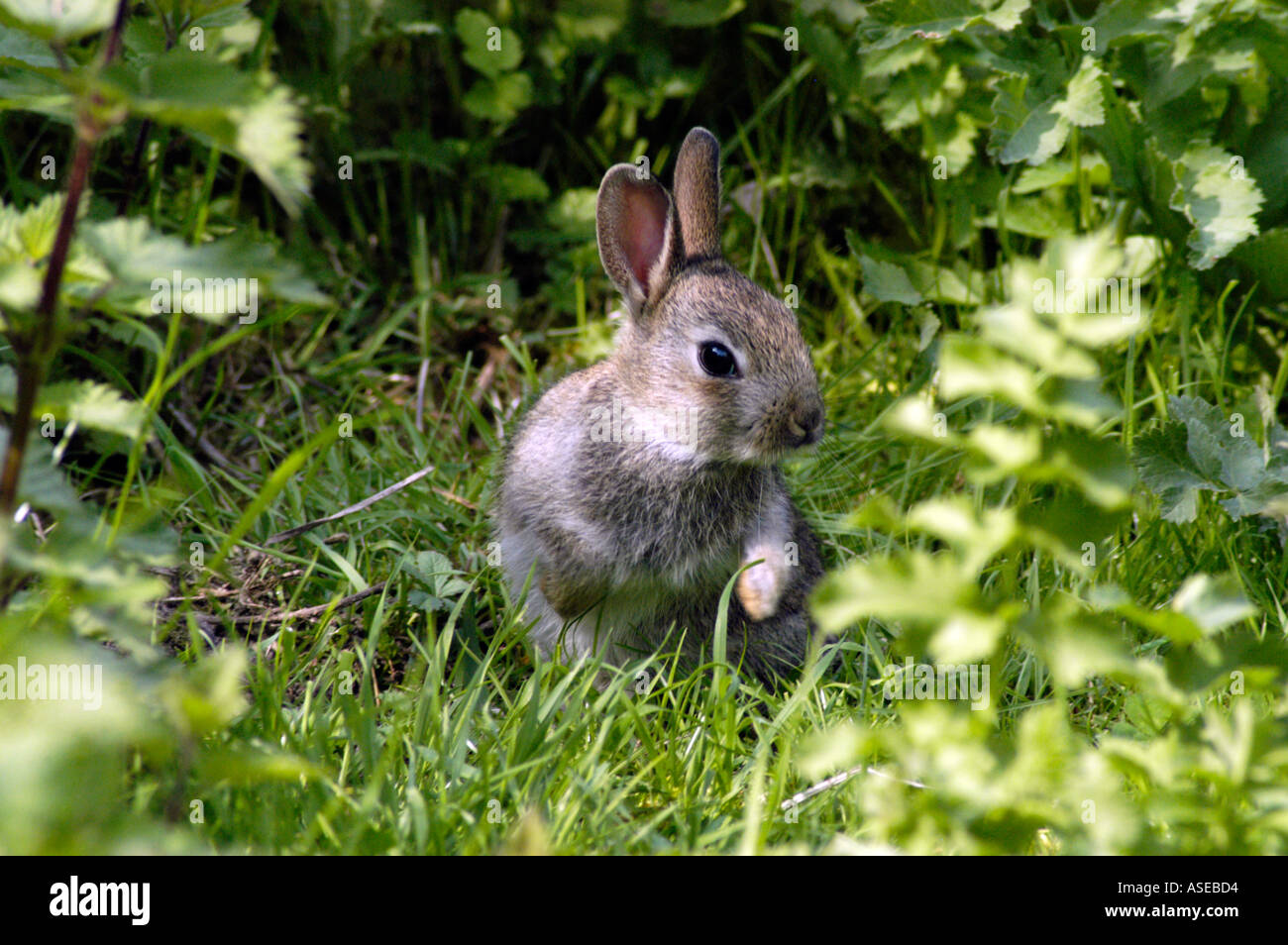rabbit in the wild Stock Photo - Alamy