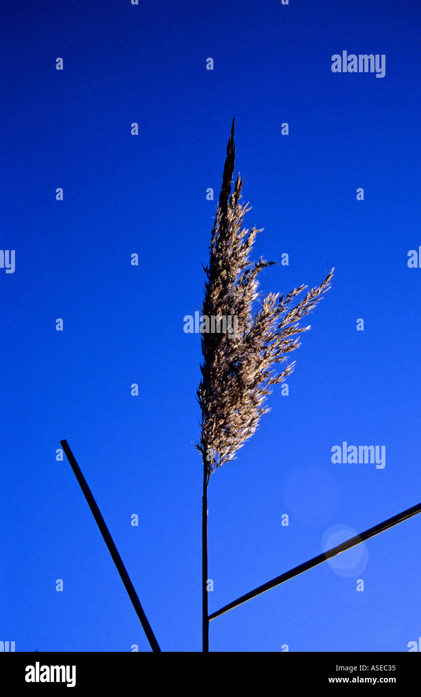 Common reed uk flower hi-res stock photography and images - Alamy