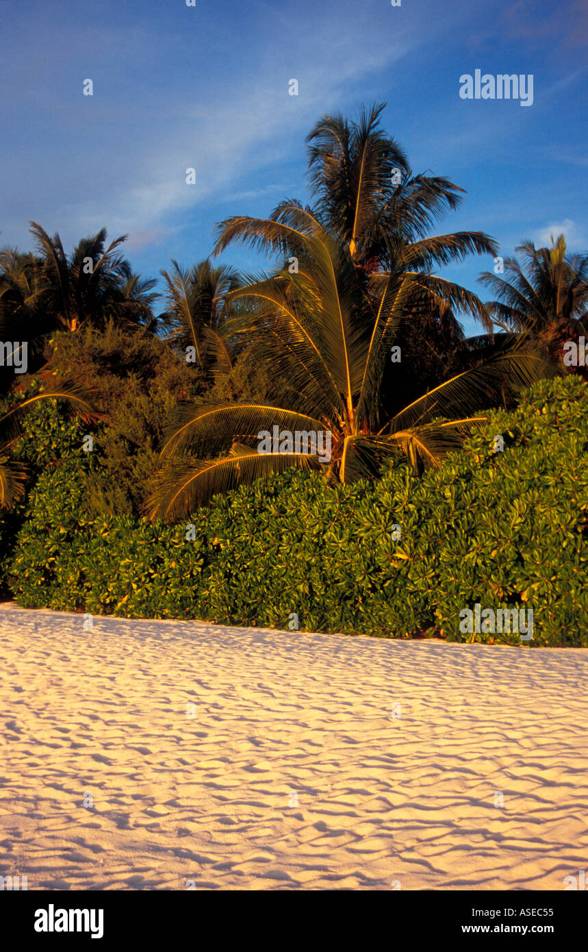 Parm tree hi-res stock photography and images - Alamy