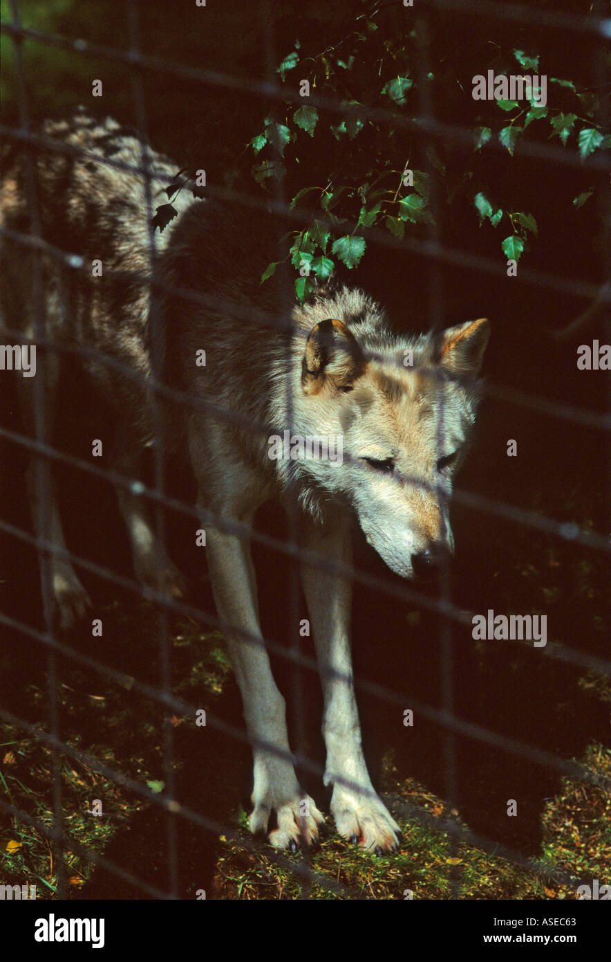 Zoo wolf fence hi-res stock photography and images - Alamy