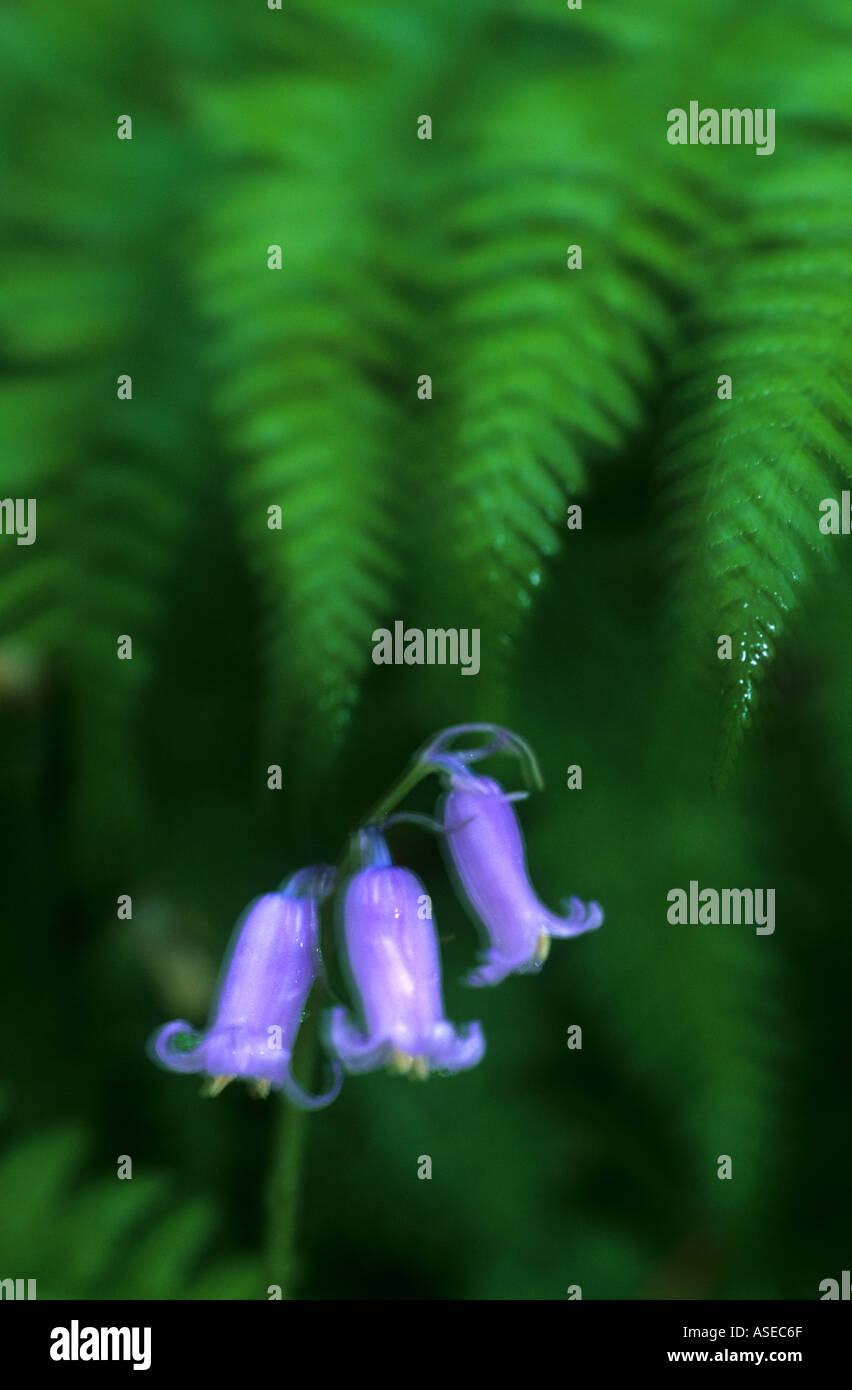 Bluebells and ferns moving in the wind Hyacinthoides non scripta Stock ...
