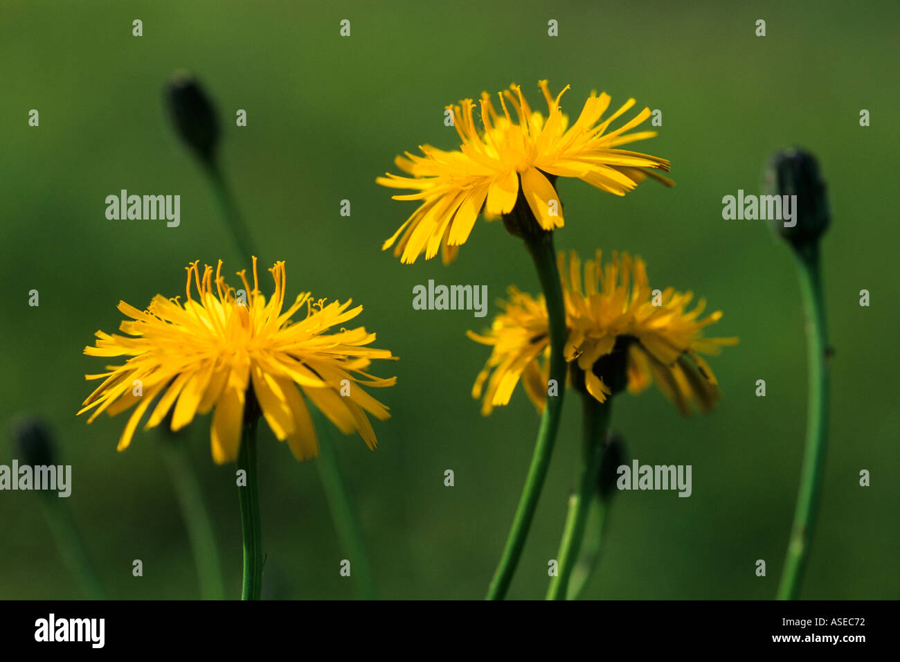 Rough Hawkbit Leontodon hispidus Stock Photo - Alamy