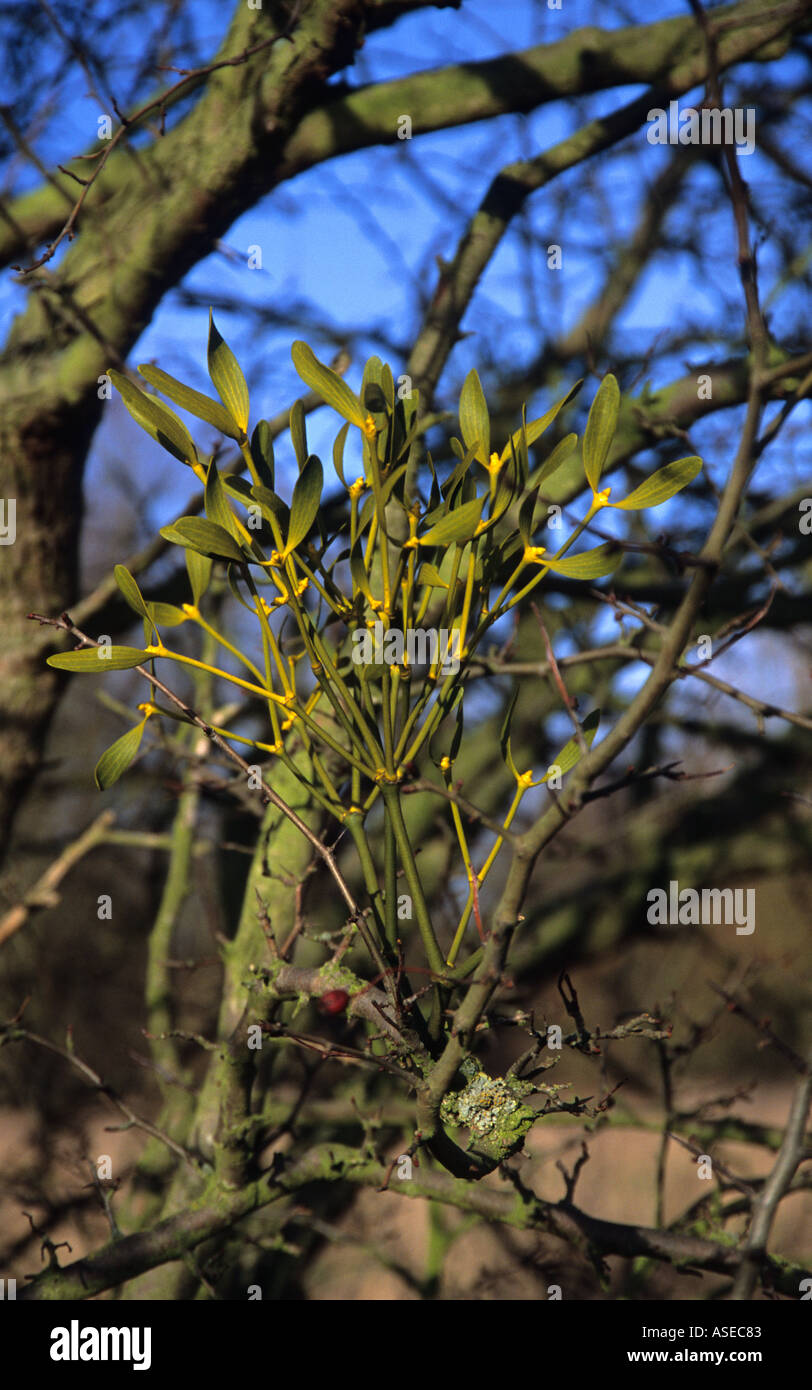 Mistletoe Viscum album on hawthorn tree Crategus monogyna Stock Photo ...