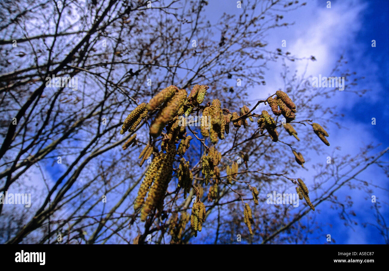Hazel catkins Corylus avellana Stock Photo - Alamy