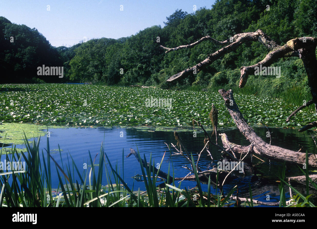 Bosherston Lily Ponds Bosherston Pembrokeshire Dyfed Wales UK MM1 Stock ...