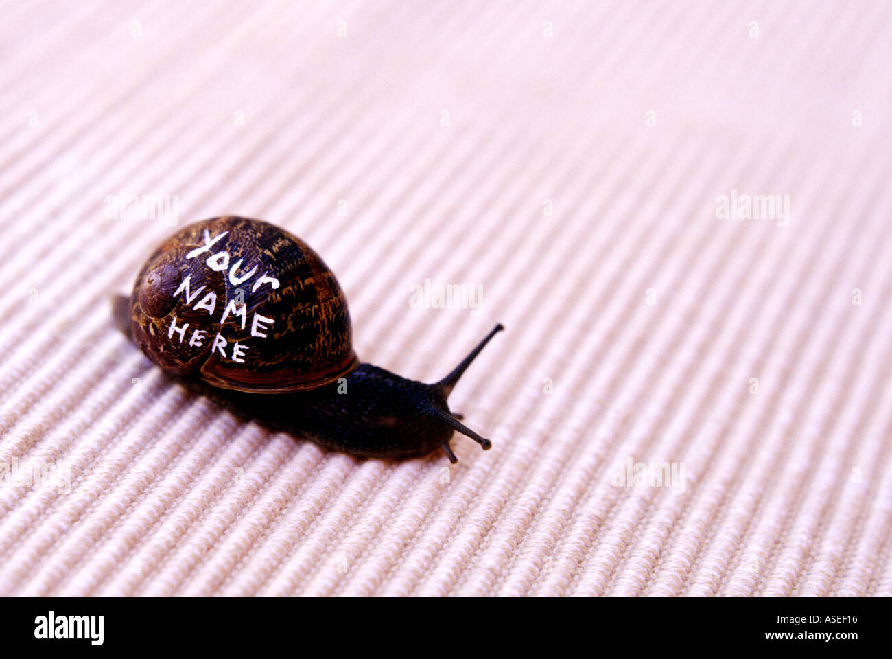 Snail with words your name here painted on the shell like billboard or ...