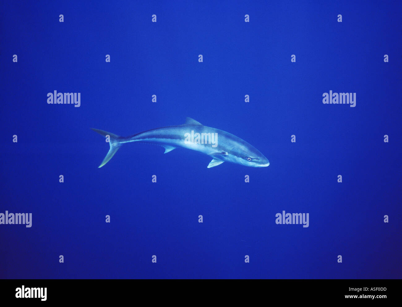 Kingfish Yellowtail Seriola lalandi Seriola lalandei Single large fish ...