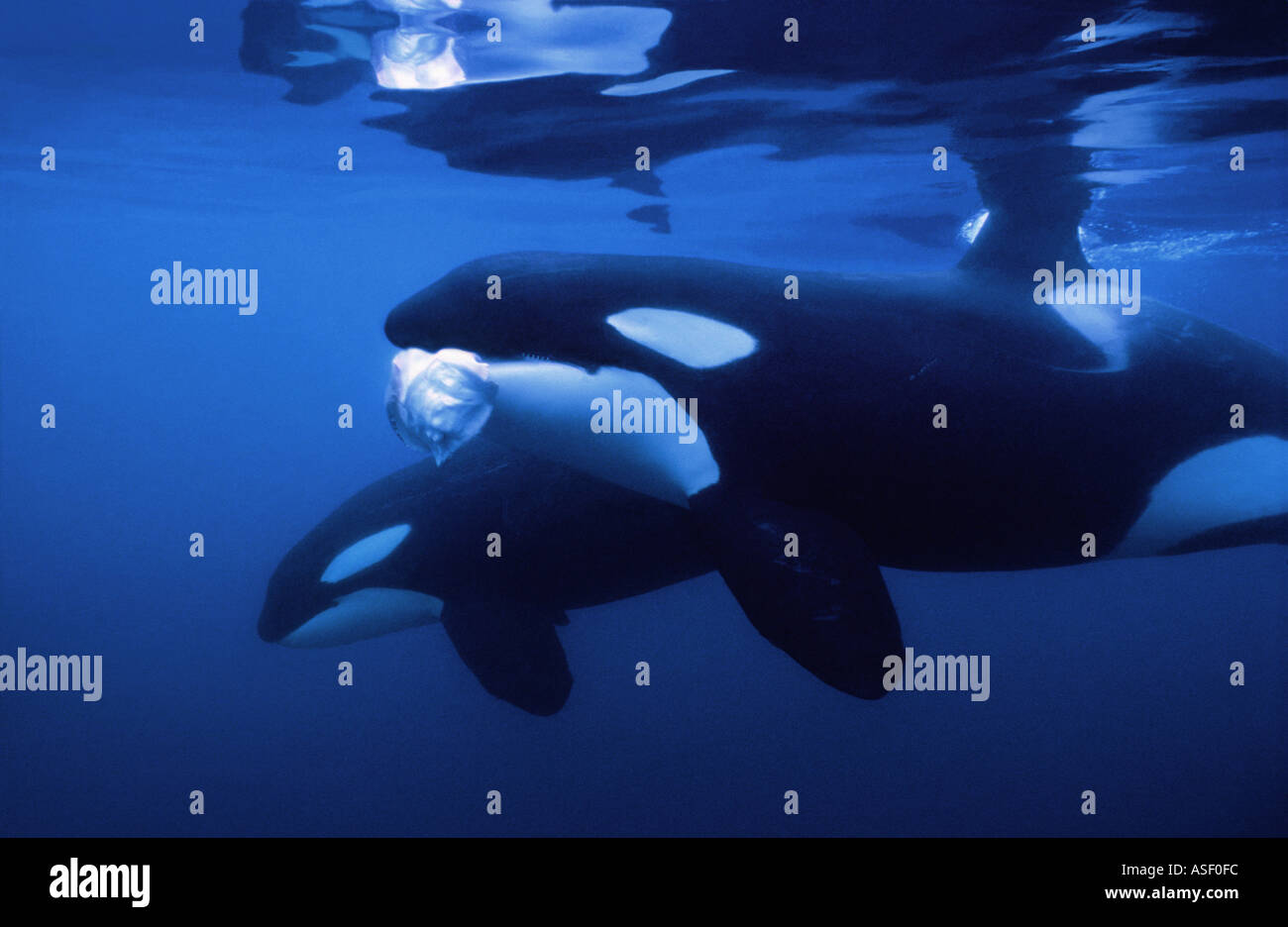Killer Whale Prey Stock Photos & Killer Whale Prey Stock Images - Alamy