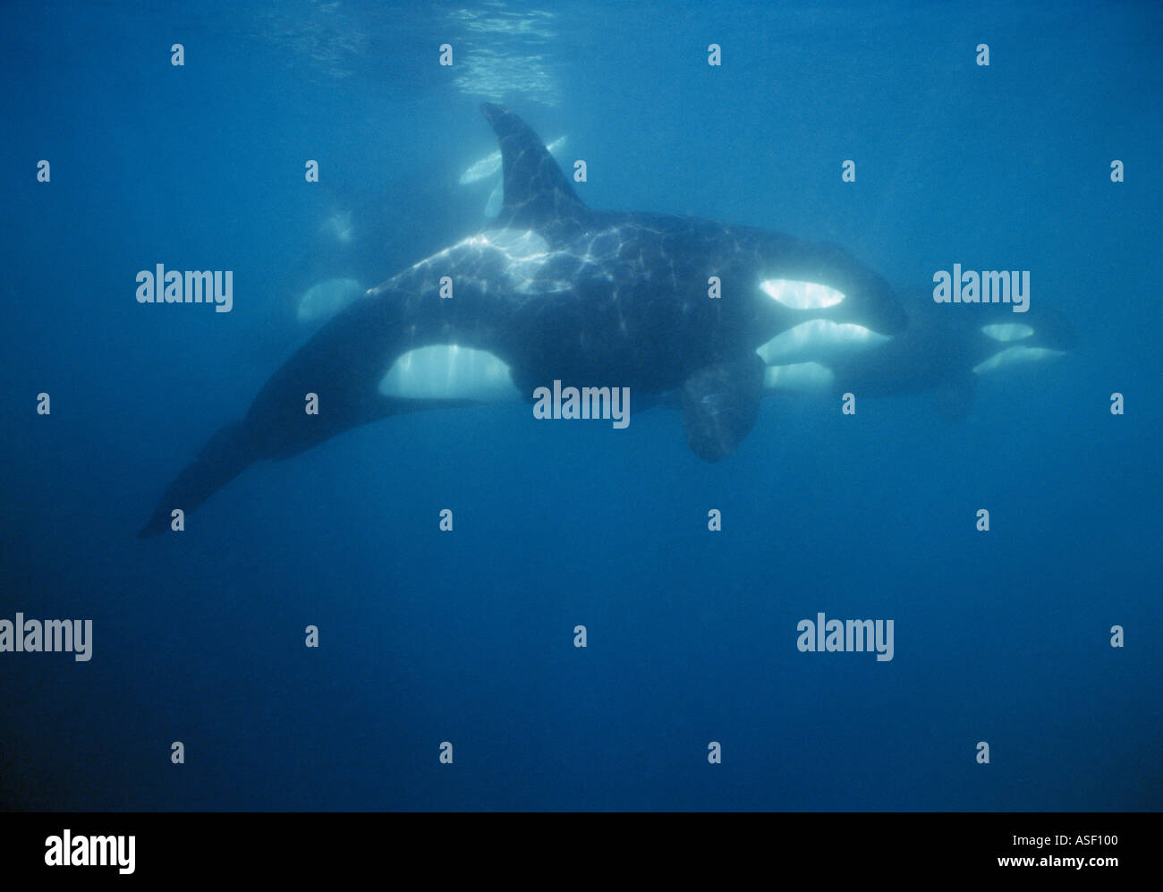 Killer whales pod underwater hi-res stock photography and images - Alamy