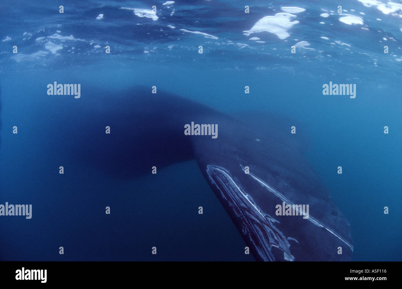 Sperm whale Physeter macrocephalus fluke underwater Kaikoura New ...