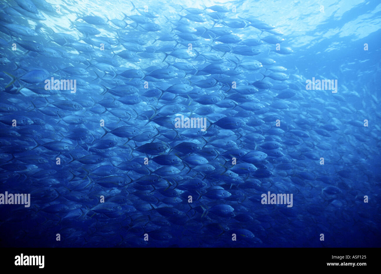 Big school of fish in open water Trevally Pseudocaranx dentex Family ...