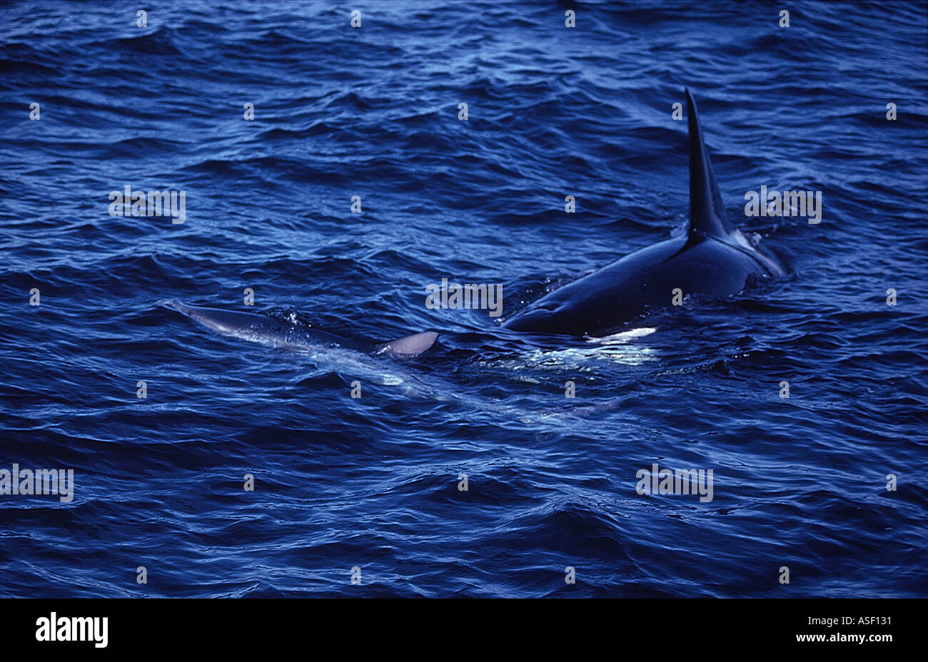Orca kill hi-res stock photography and images - Alamy
