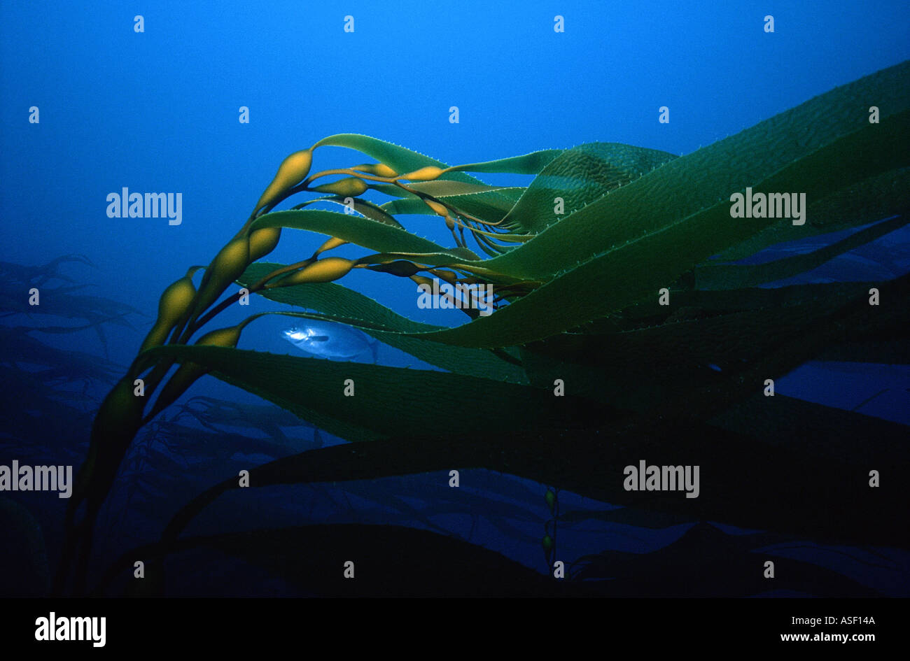 Giant kelp Macrocystis pyrifera dancing in underwater current framing ...