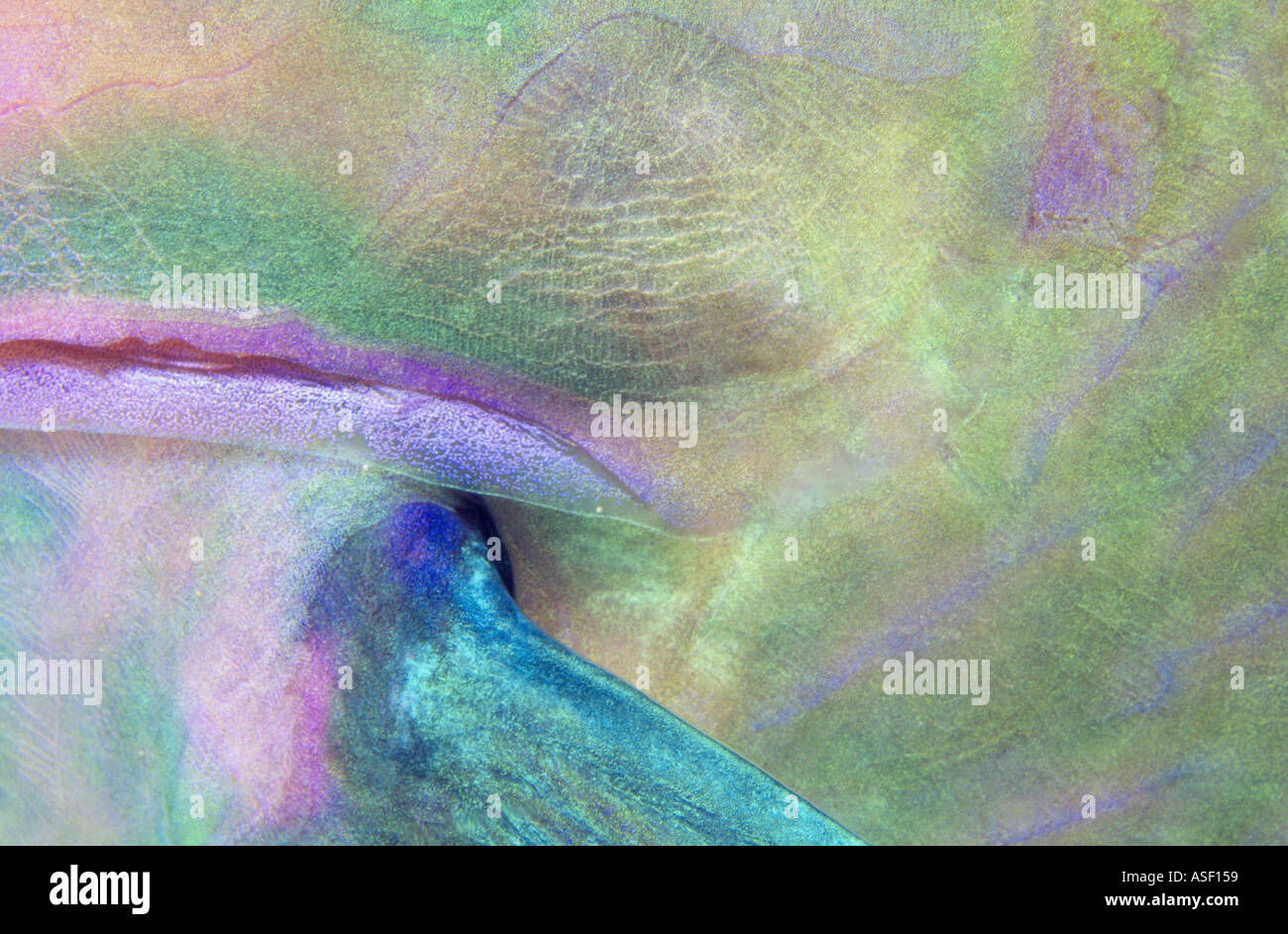Close up detail of skin and fin of wrasse parrotfish underwater Night ...