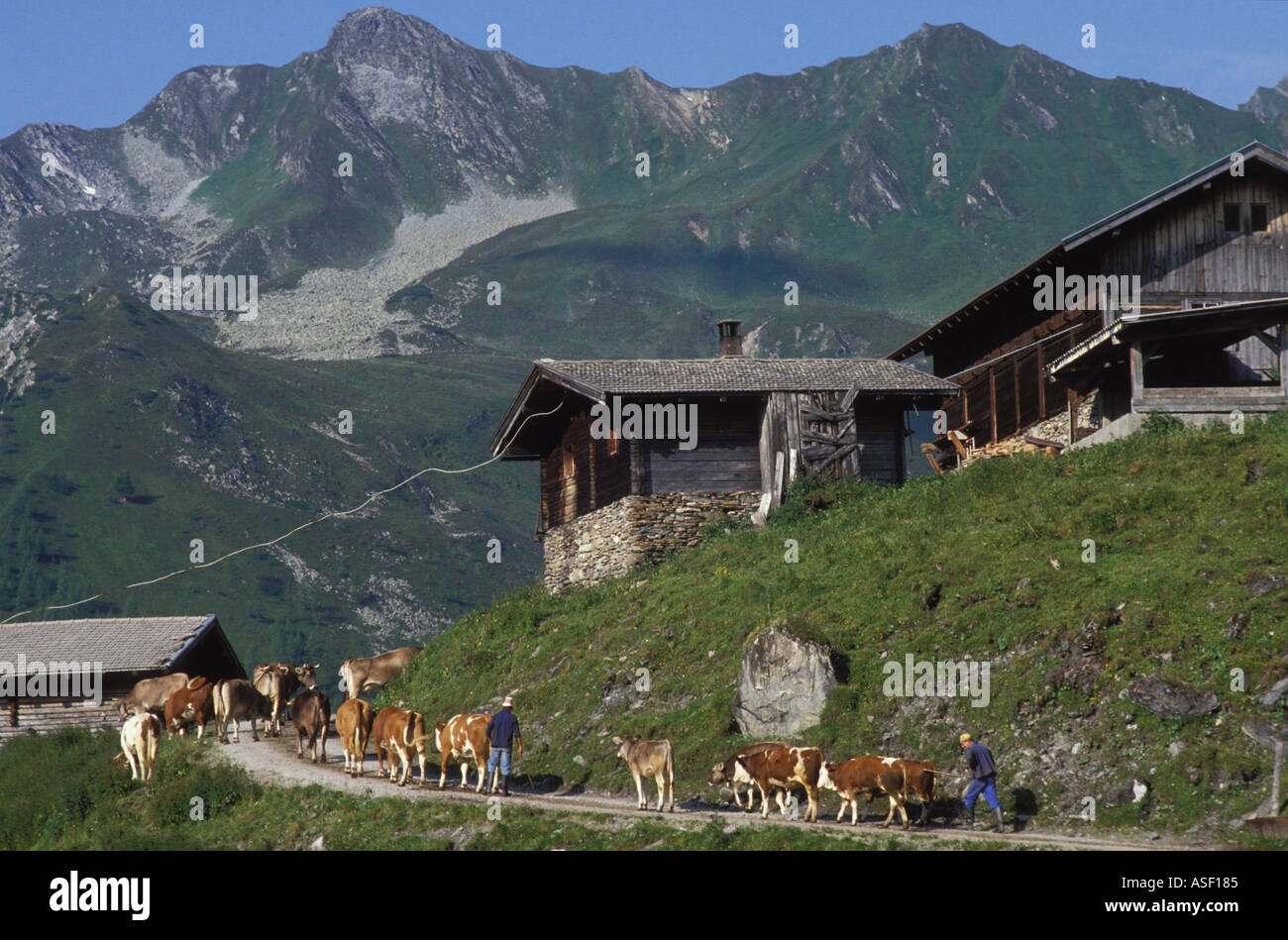 Driving up the cattle Valley of Tux Tyrol Austria Stock Photo - Alamy