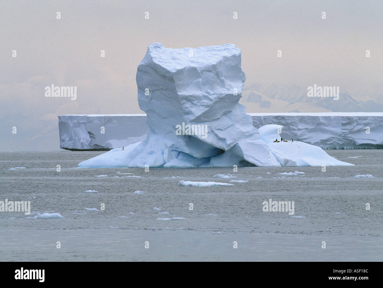Iceberg with Adelie penguins Large tabular flat iceberg behind McMurdo ...