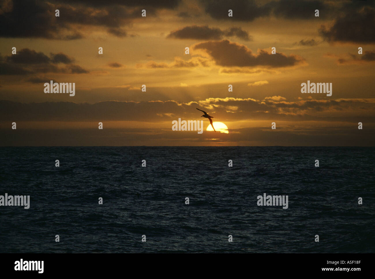 Albatross soaring in front of setting sun over open ocean Southern ...
