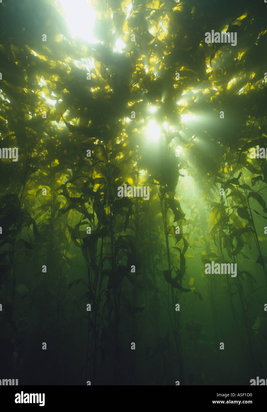 Underwater forest of giant kelp bladder kelp Macrocystis pyrifera ...