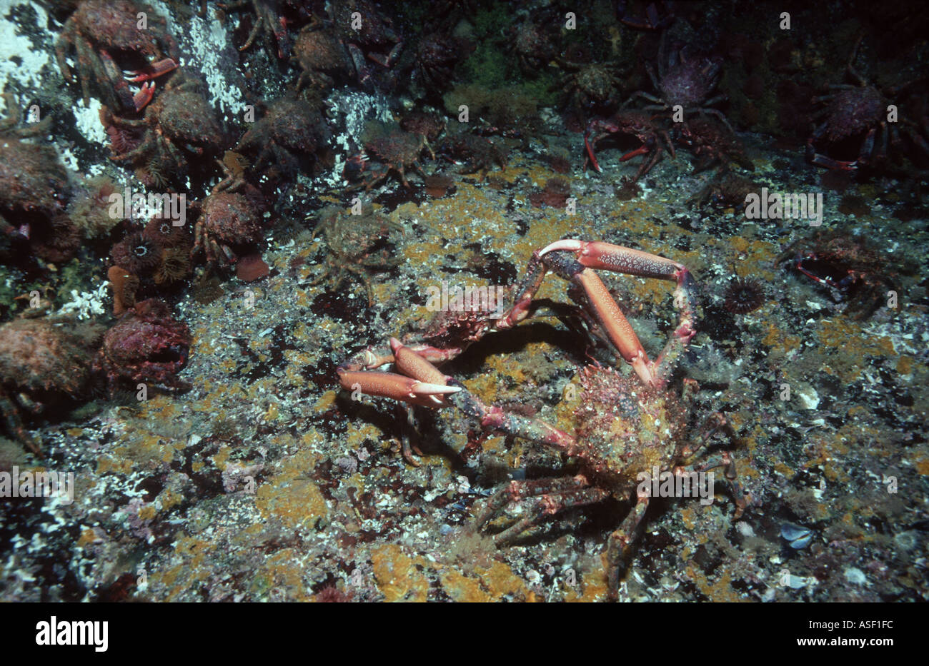 Two male Giant Masking Crabs Painted Spider Crabs Leptomithrax ...
