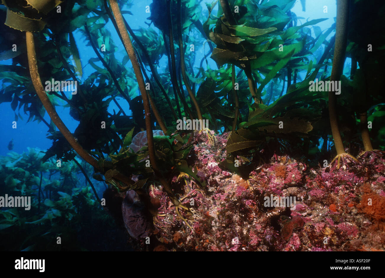 Rocky reef with encrusting organisms Underwater forest of kelp Ecklonia ...