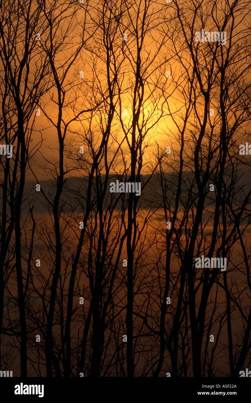 Orange Sunset Behind Tall Trees Stock Photo - Alamy