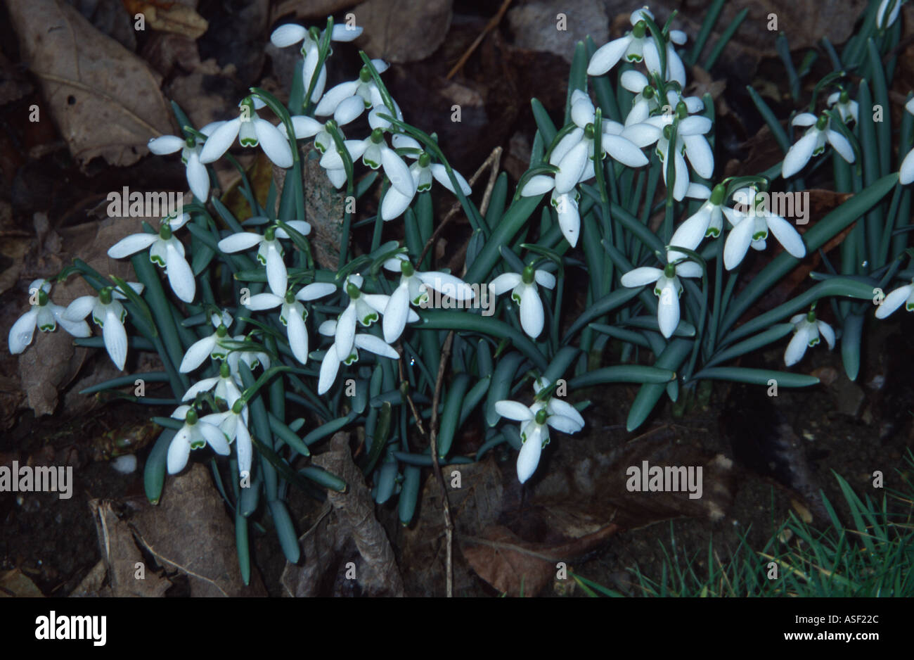 Snowdrops first spring flowers, London, UK Stock Photo - Alamy