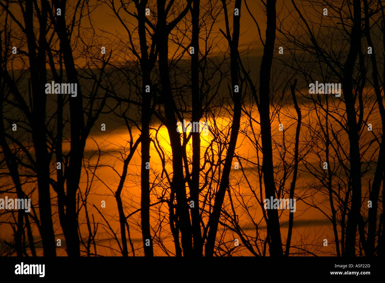 Orange Sunset Behind Tall Trees Stock Photo - Alamy