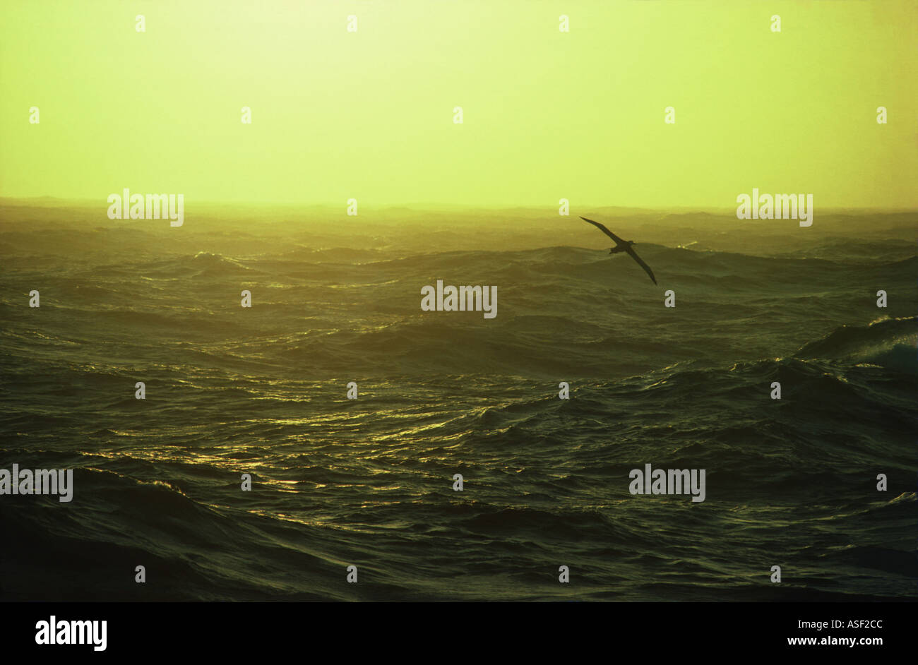 Wandering albatross soaring over turbulent seas at dusk Southern Ocean ...