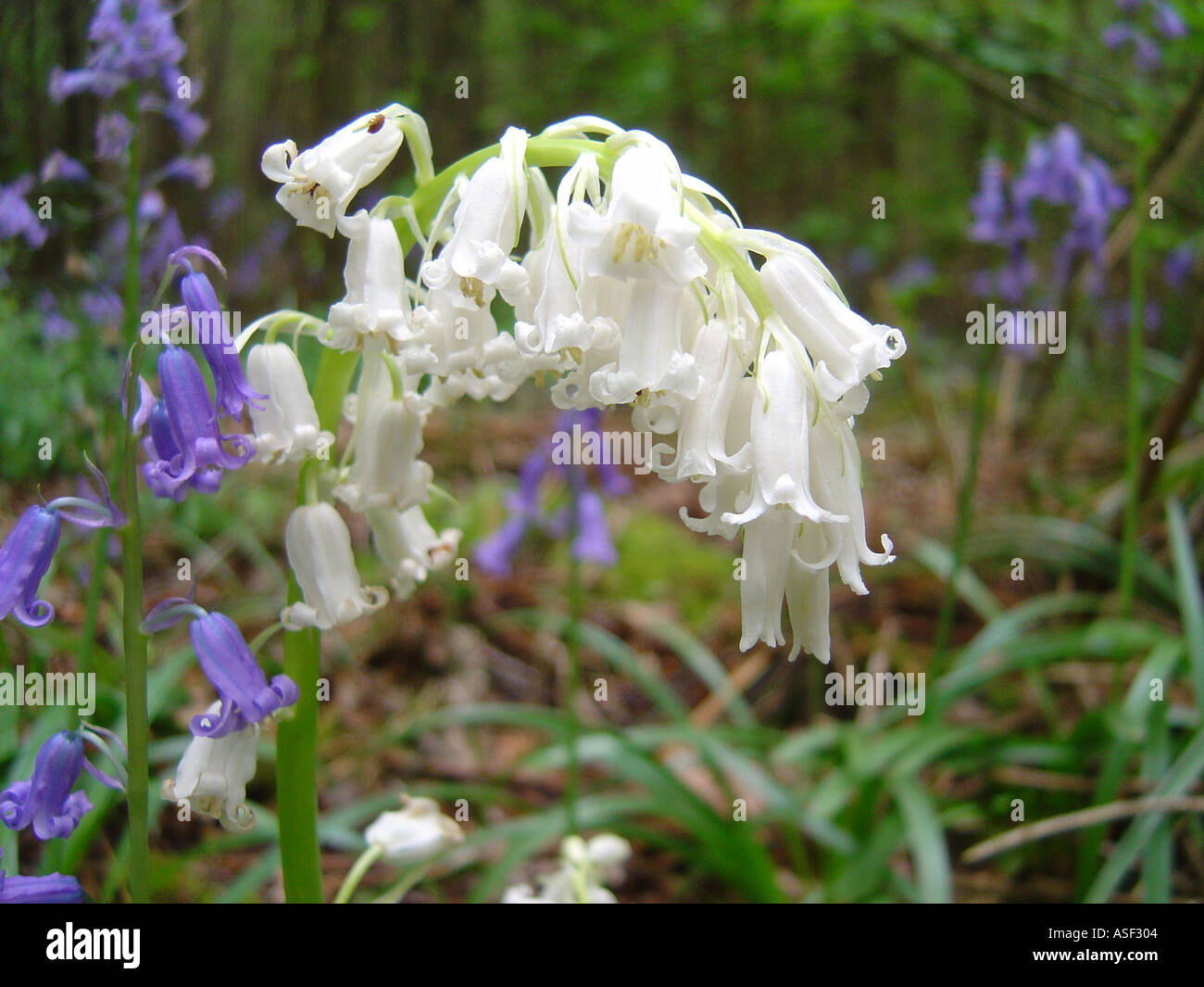 White Blue Bells Stock Photo - Alamy