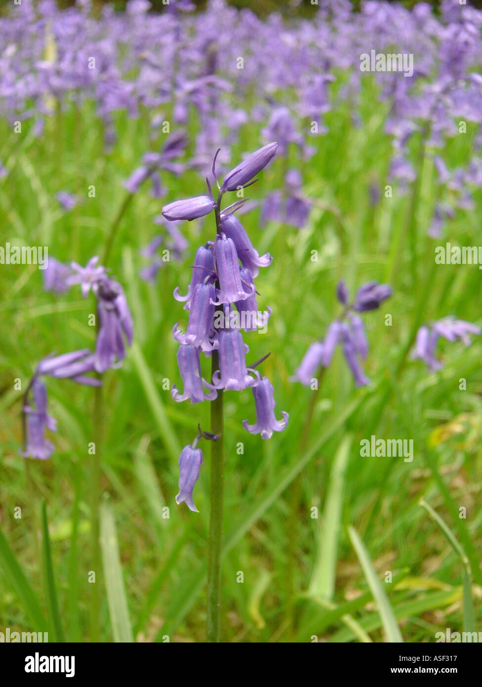 Wild Blue Bells Stock Photo - Alamy