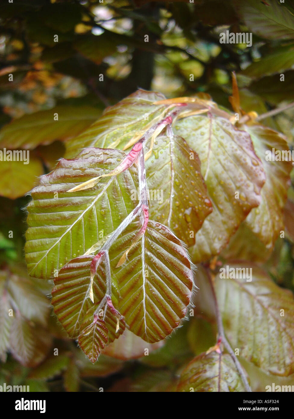 Copper beach leaves hi-res stock photography and images - Alamy